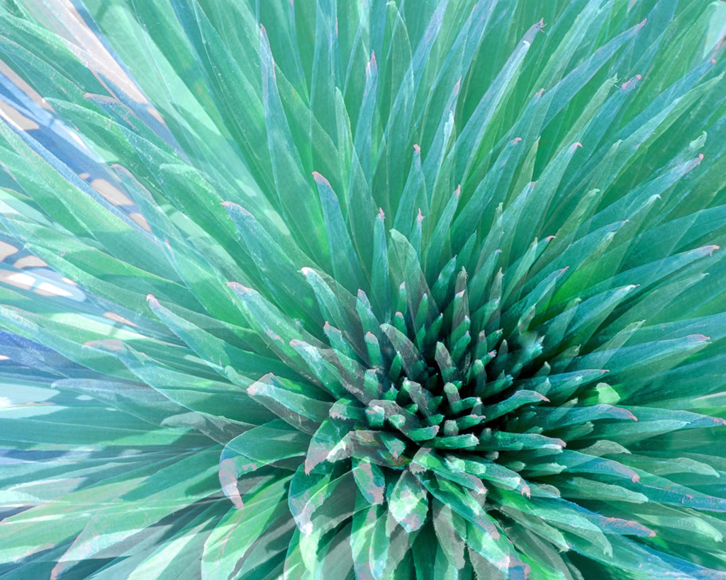 OahuRE - Hawaii Flowers