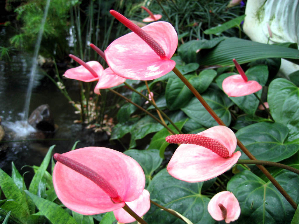 OahuRE - Hawaii Flowers