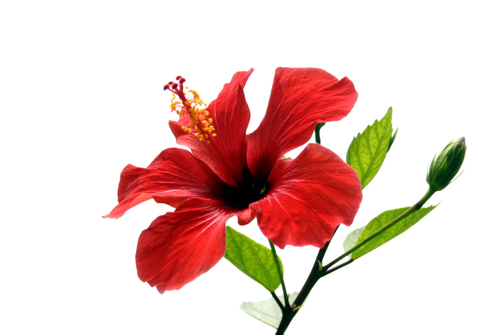 OahuRE - Hawaii Flowers