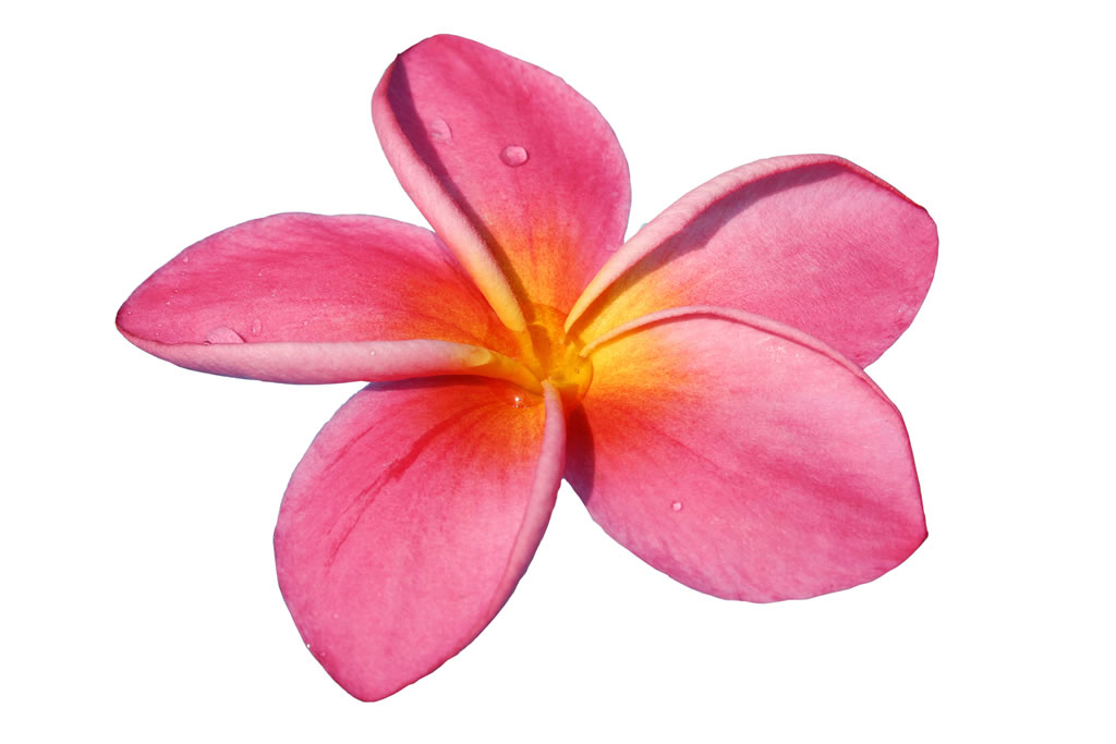 OahuRE - Hawaii Flowers