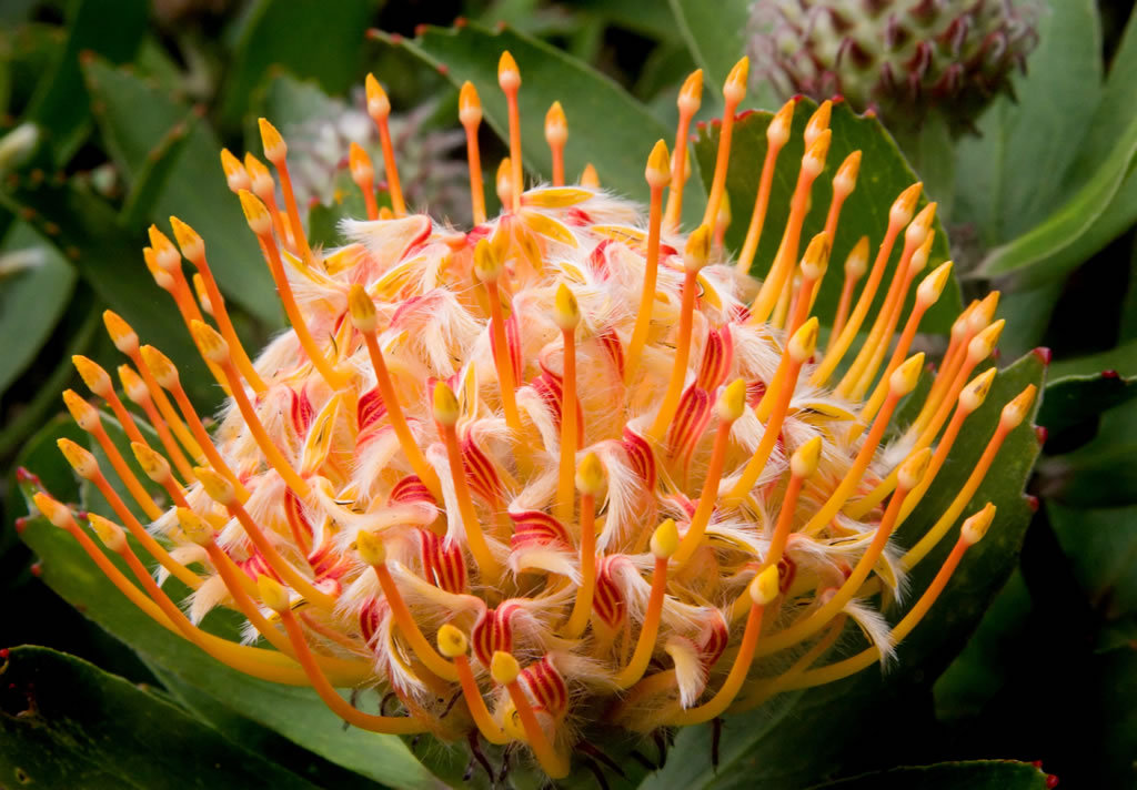 OahuRE - Hawaii Flowers