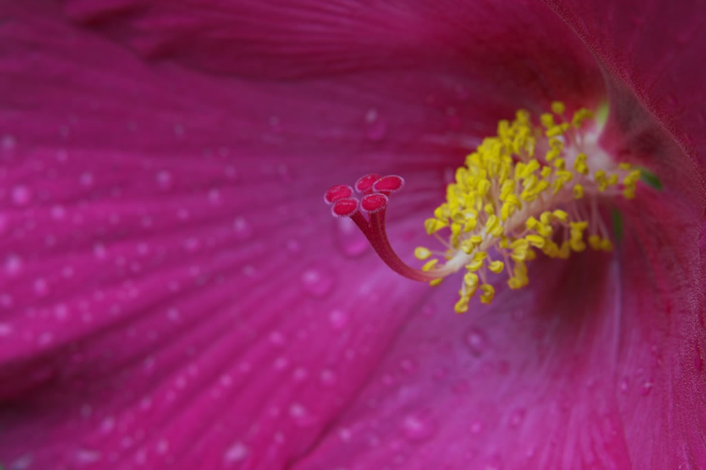 OahuRE - Hawaii Flowers