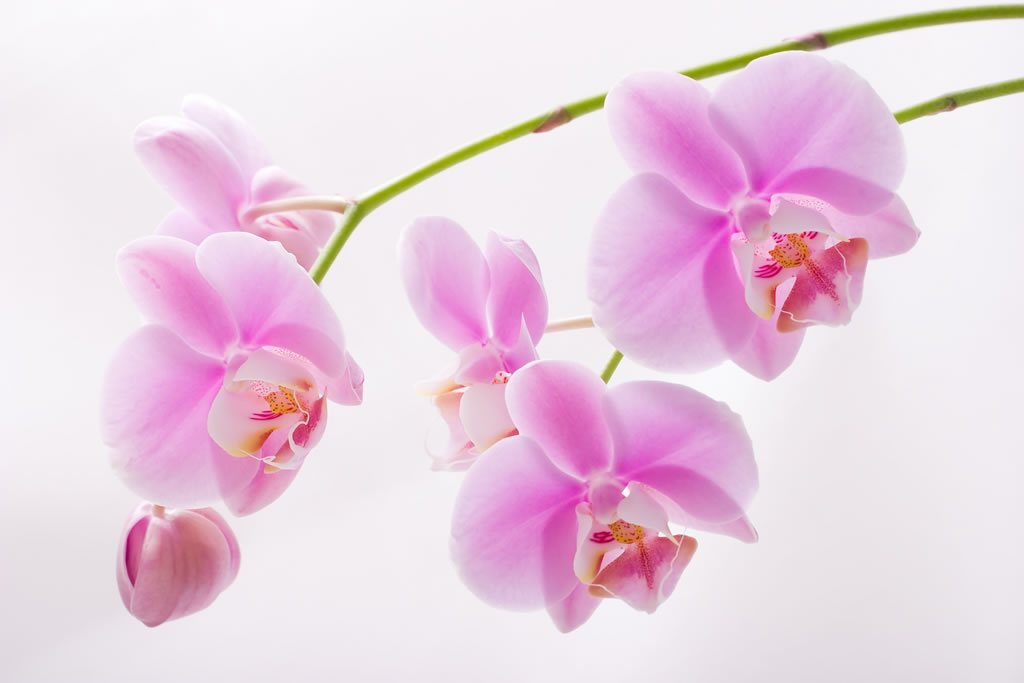 OahuRE - Hawaii Flowers