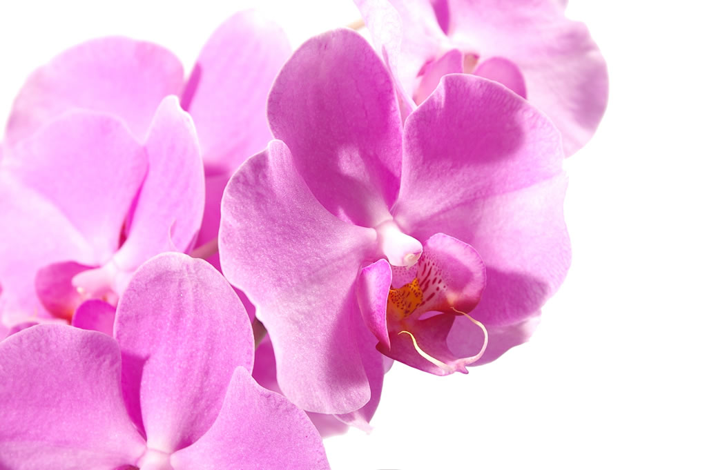 OahuRE - Hawaii Flowers