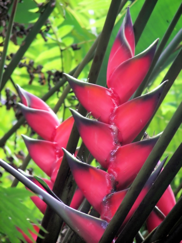 OahuRE - Hawaii Flowers