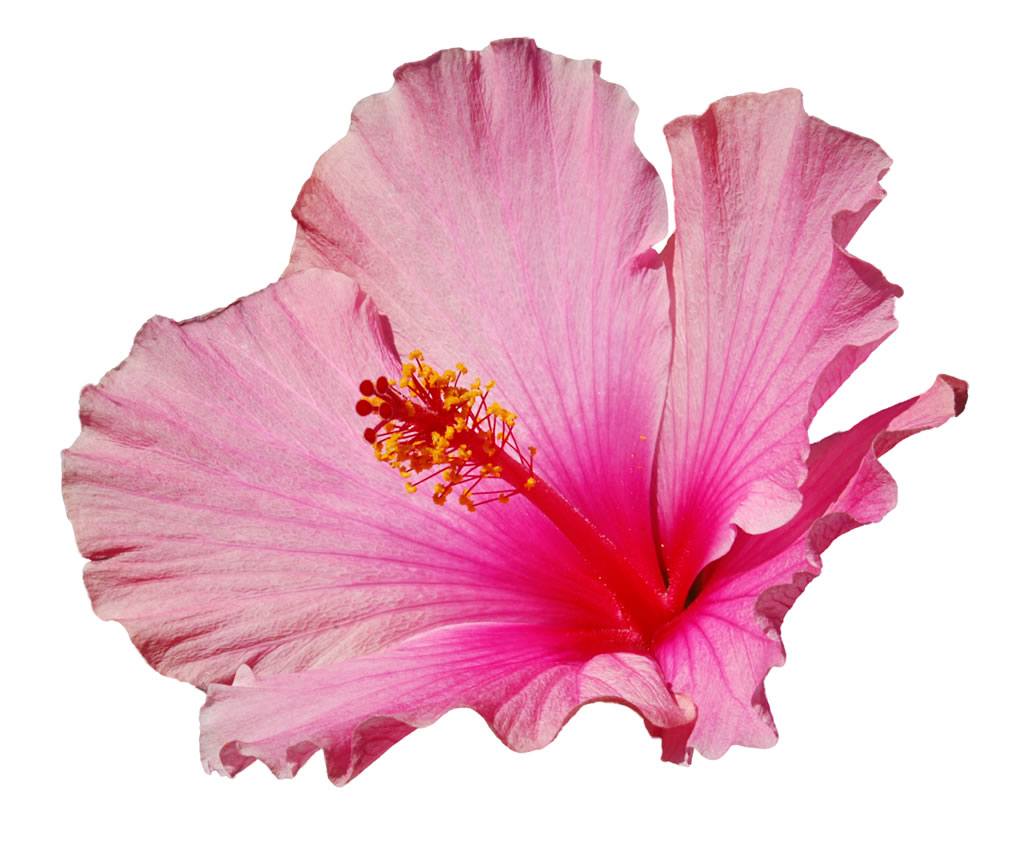 OahuRE - Hawaii Flowers