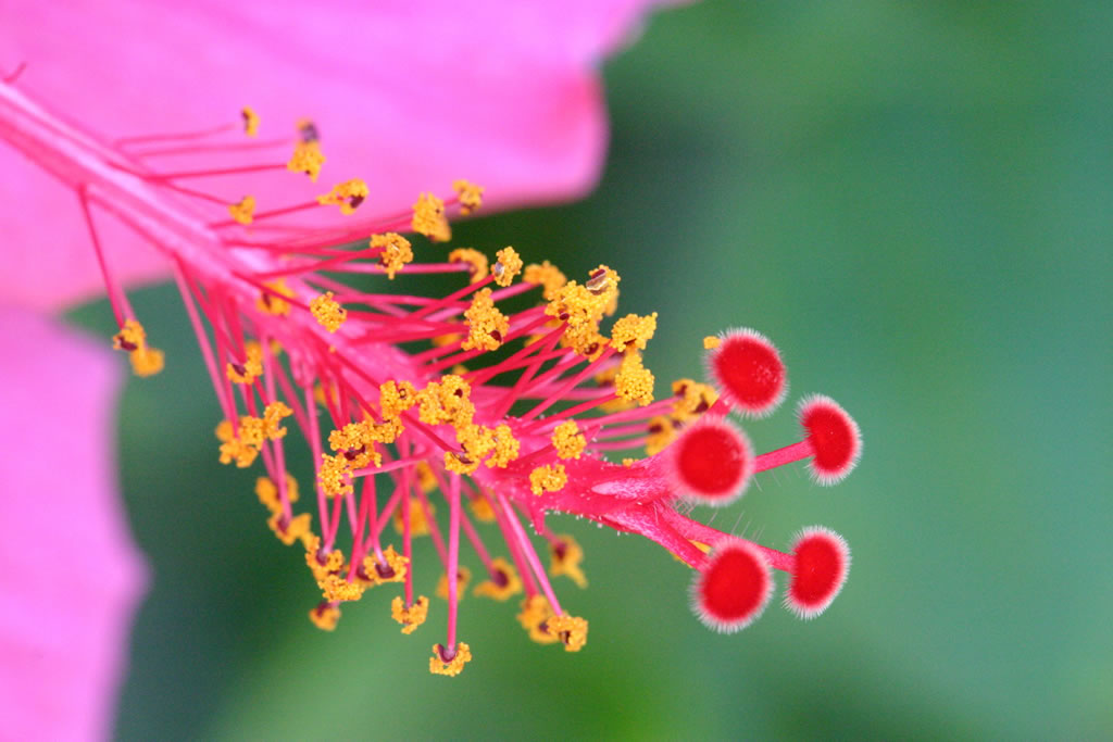 OahuRE - Hawaii Flowers