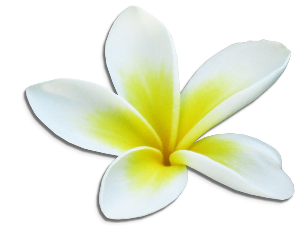 OahuRE - Hawaii Flowers